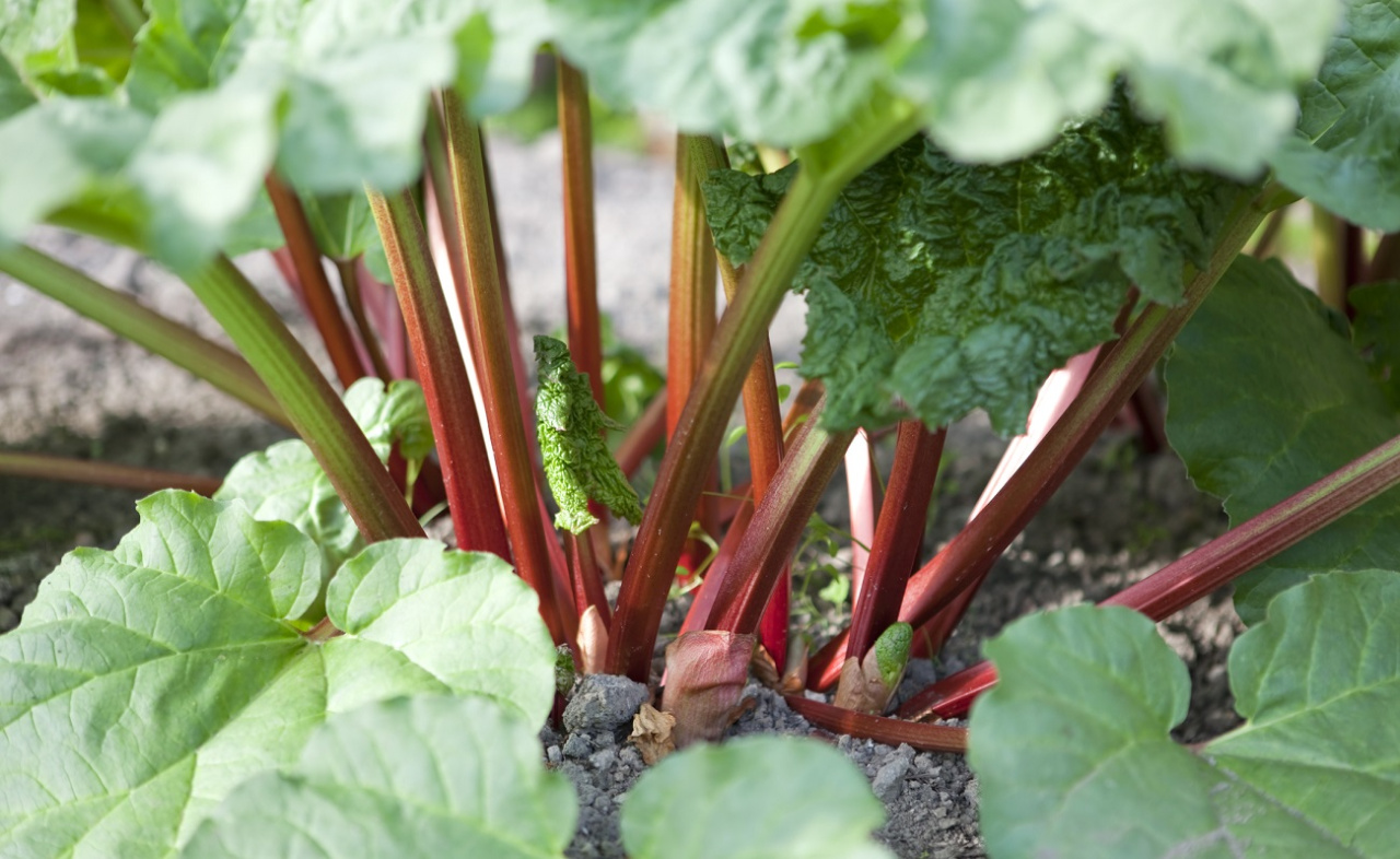 Czym nawozić rabarbar? Domowa odżywka za grosze - Kuchnia Mojegotowanie.pl