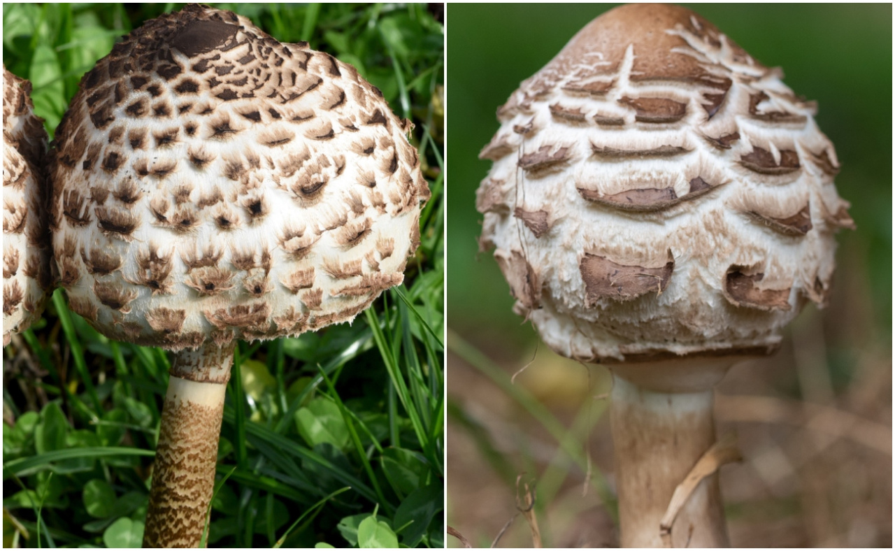 To nie kania, tylko jej niesmaczny kuzyn. Pomylisz te grzyby w lesie i ...